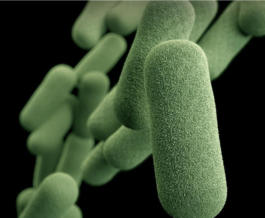 Haemophilus influenzae | Genome Detectives