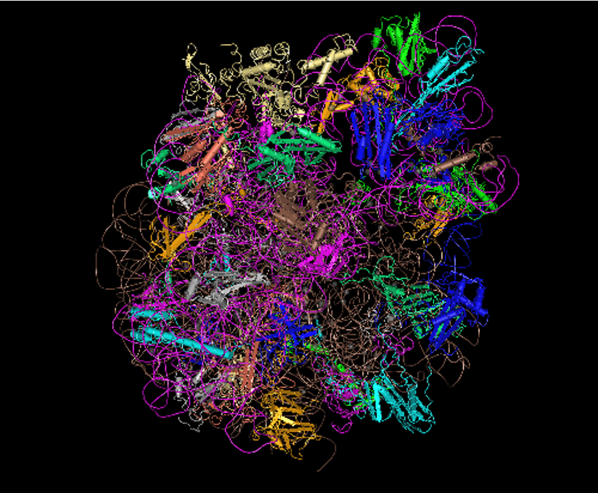 Ribosomal Multilocus Sequence Typing | Genome Detectives