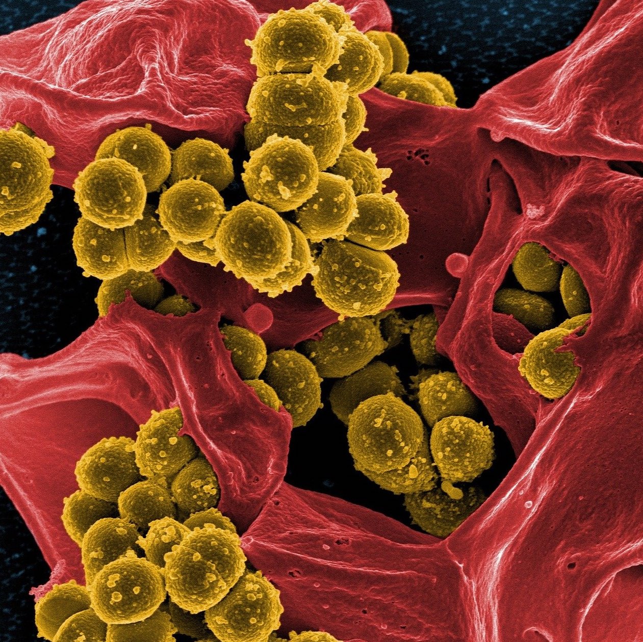 Bacteria Fact Files | Genome Detectives